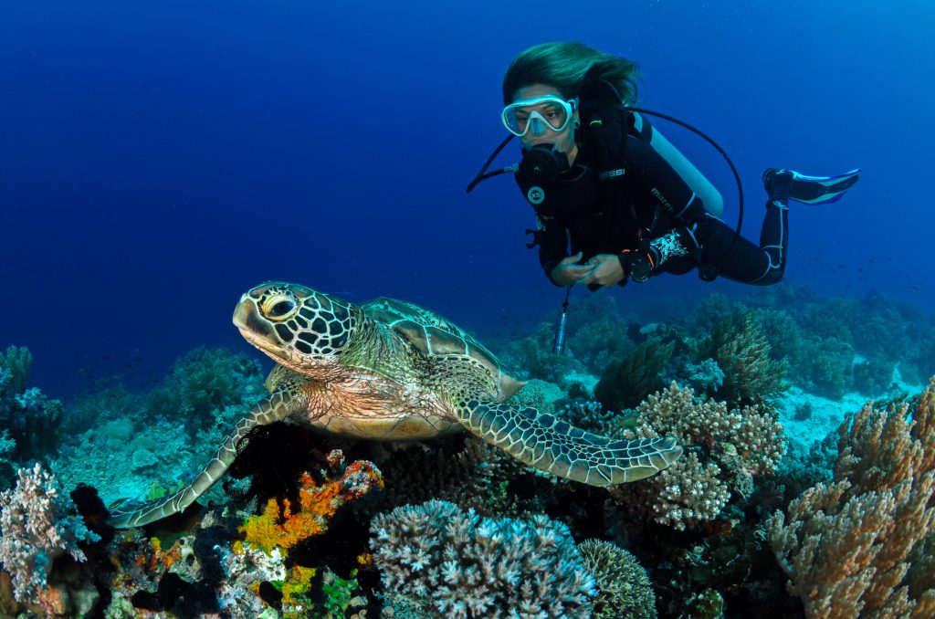 The Scuba Model of Higher Education — The James G. Martin Center for ...